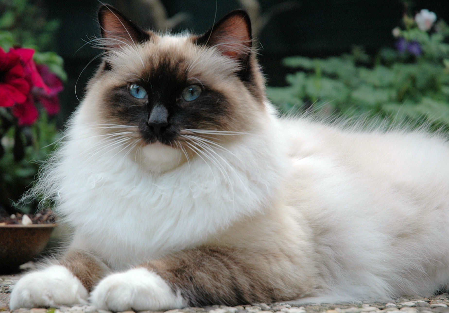 Rasbeschrijving van Ragdolls