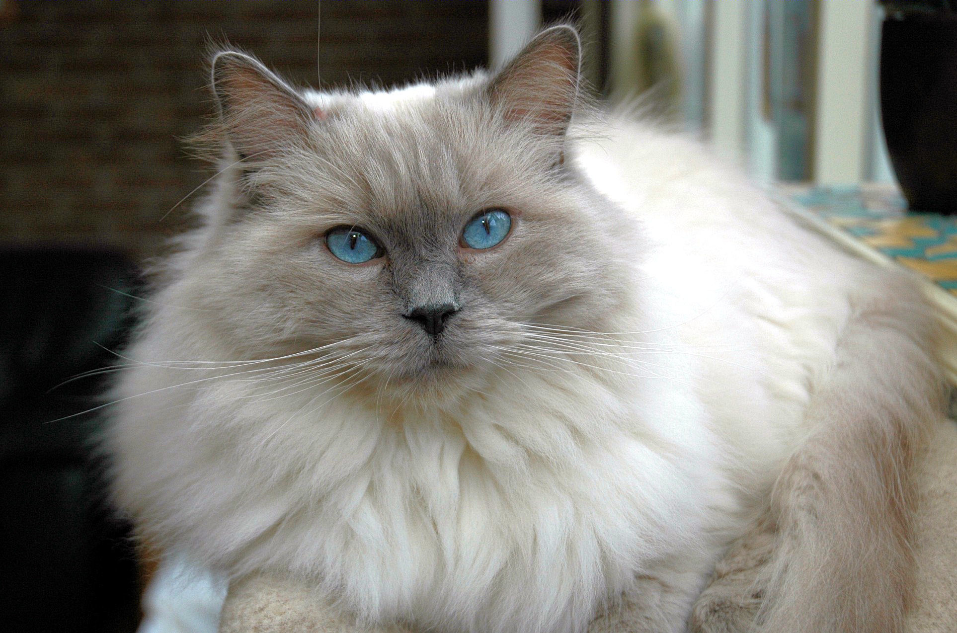 Rasbeschrijving van Ragdolls